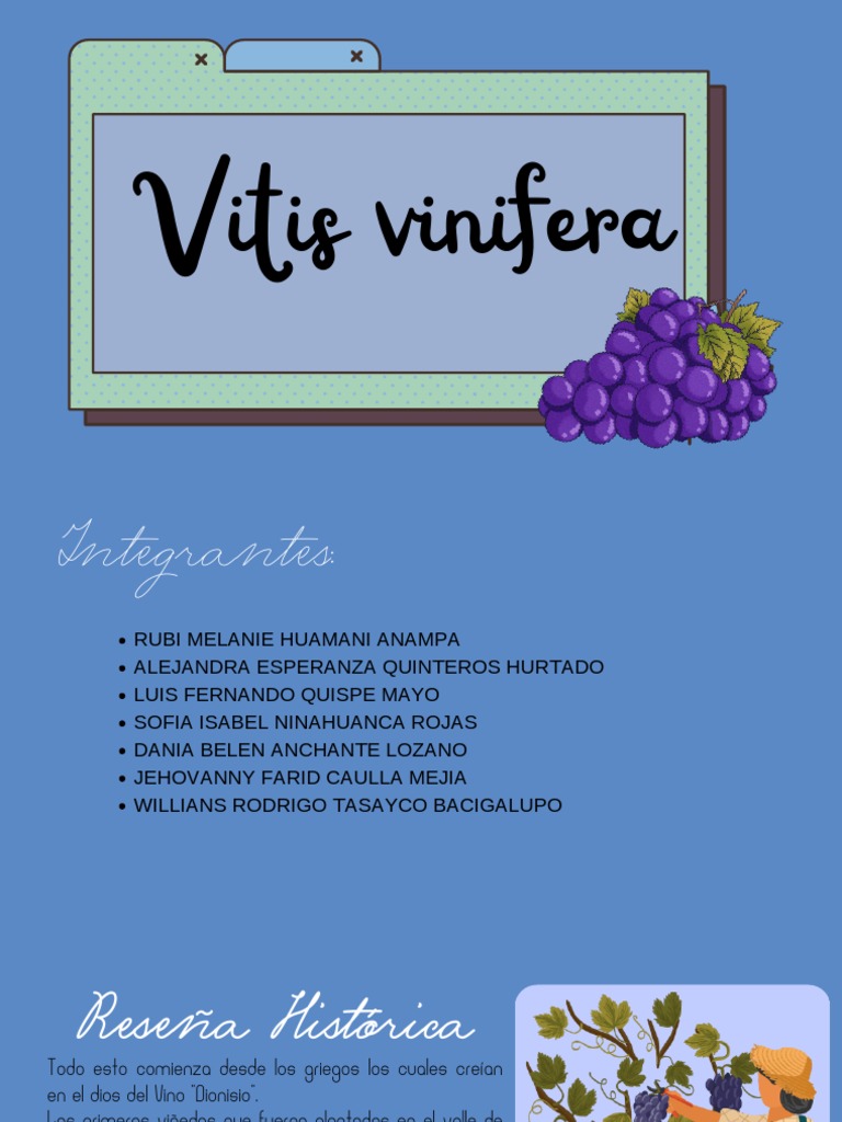 Vitis Vinifera | PDF | Uva | Vino
