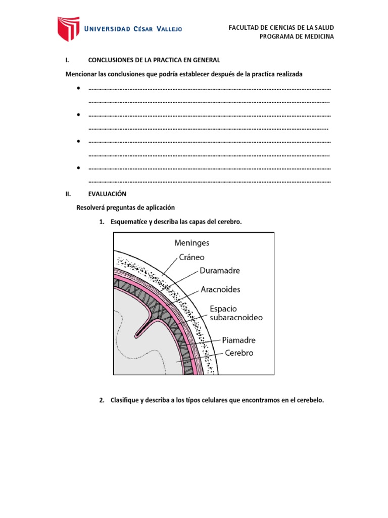 Guia Practica de Histologia Sem 11 - Guia 11 B | PDF
