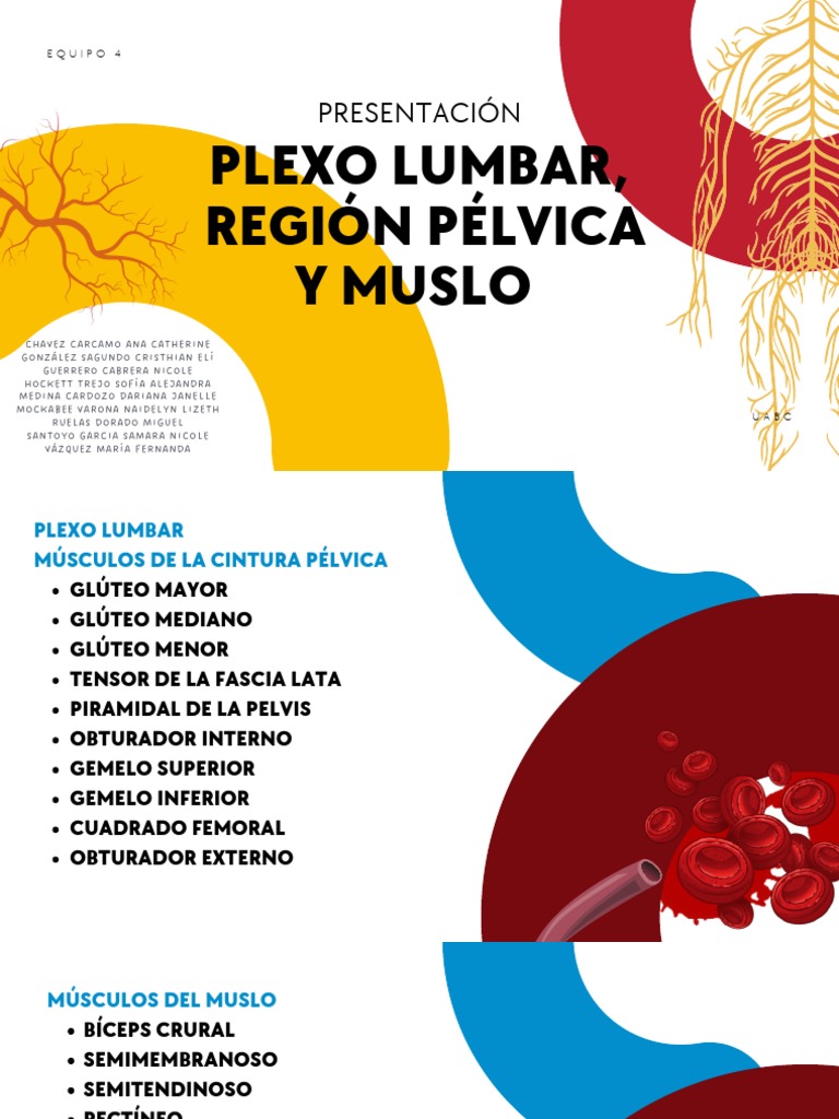 Plexo Lumbar, Región Pélvica Y Muslo | PDF | Neuroanatomía | Articulaciones