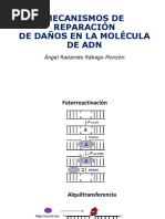 Mecanismos de Reparación de Daños en La Molécula de Adn | PDF | Reparación de adn | Adn