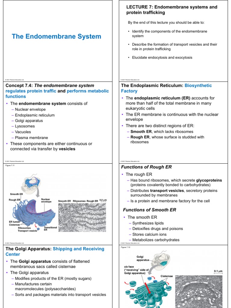 Lecture 9 & 10 - Endomembrane System I & II | PDF | Endoplasmic ...