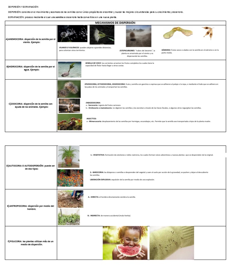 Dsipersión y Germinación | PDF | Semilla | Reproducción
