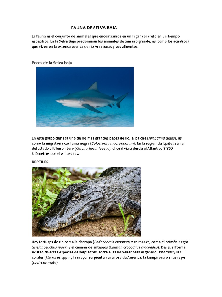 Fauna de Selva Baja | PDF