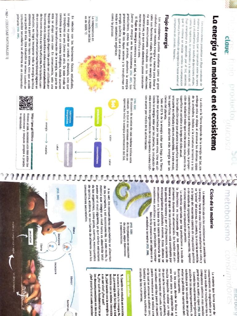 Flujo de Materia y Energía en Ecosistemas | PDF