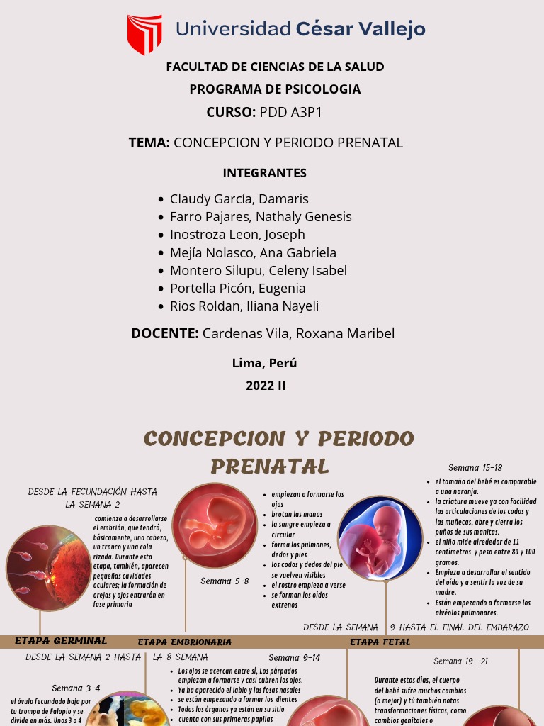 Linea de Tiempo Concepcion y Periodo Prenatal | PDF | Feto | El embarazo