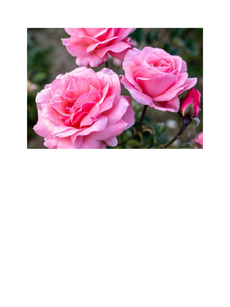 Dokumen Penting | PDF