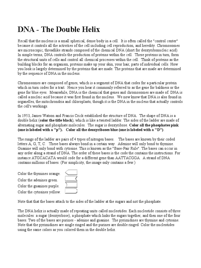 DNA and RNA Structure Notes | PDF | Dna | Nucleotides