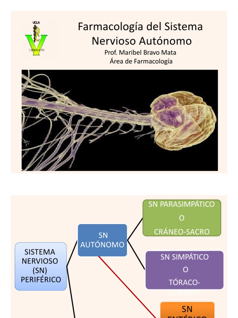 Farmacologc3ada Del Sistema Nervioso Autc3b3nomo Clase 2019 | PDF ...