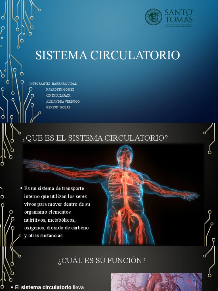 Sistema Circulatorio Editado Pdf Sistema Circulatorio Vena