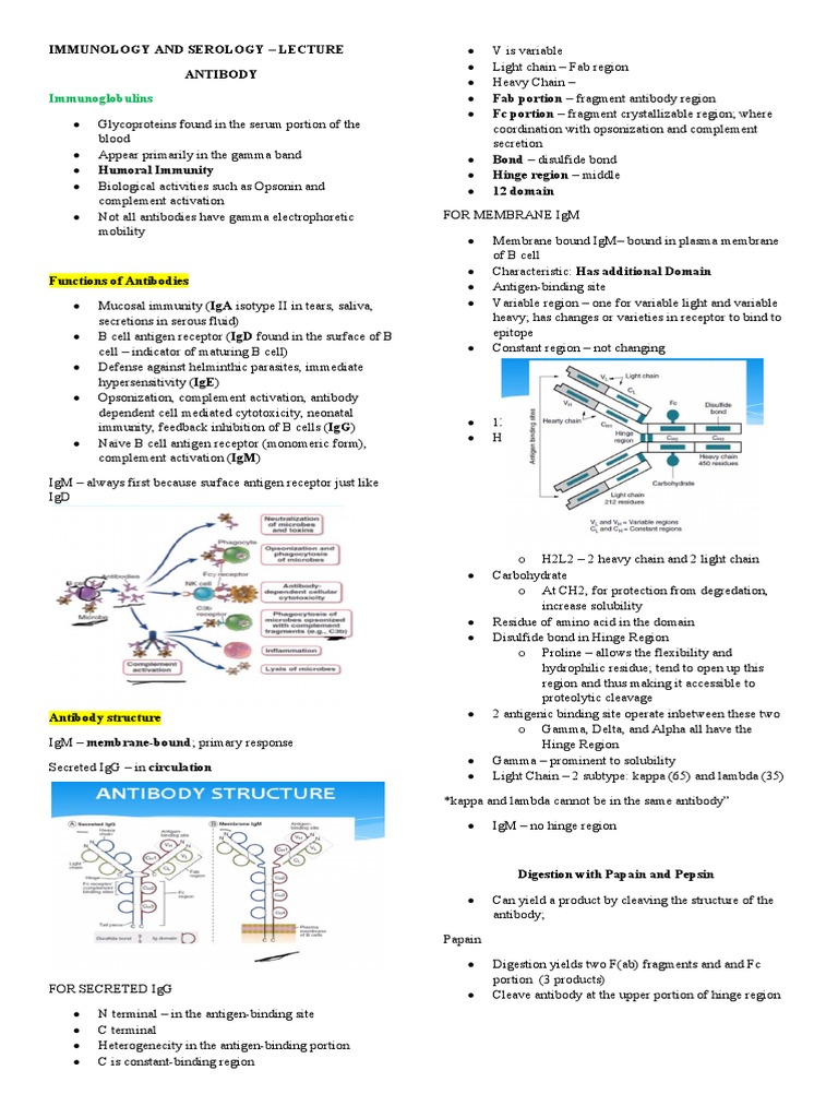 Chapter 3 - Antibody Topic Notes | PDF | Antibody | Immunoglobulin G
