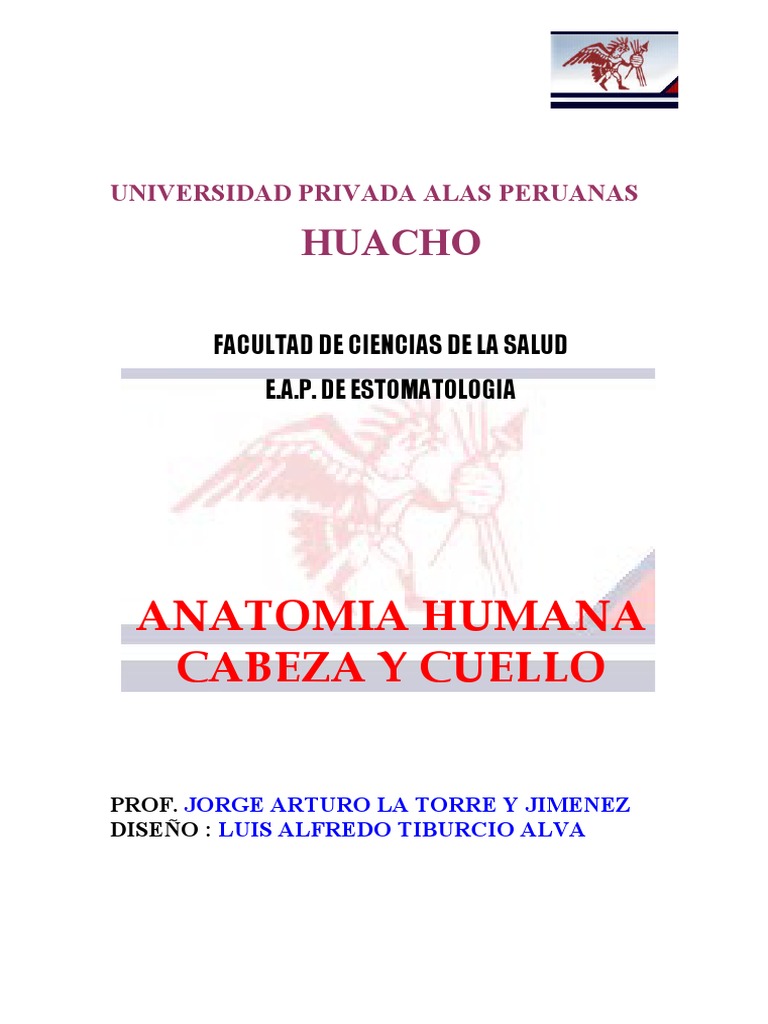 Anatomia Cabeza Y Cuello Pdf Vértebra Anatomía