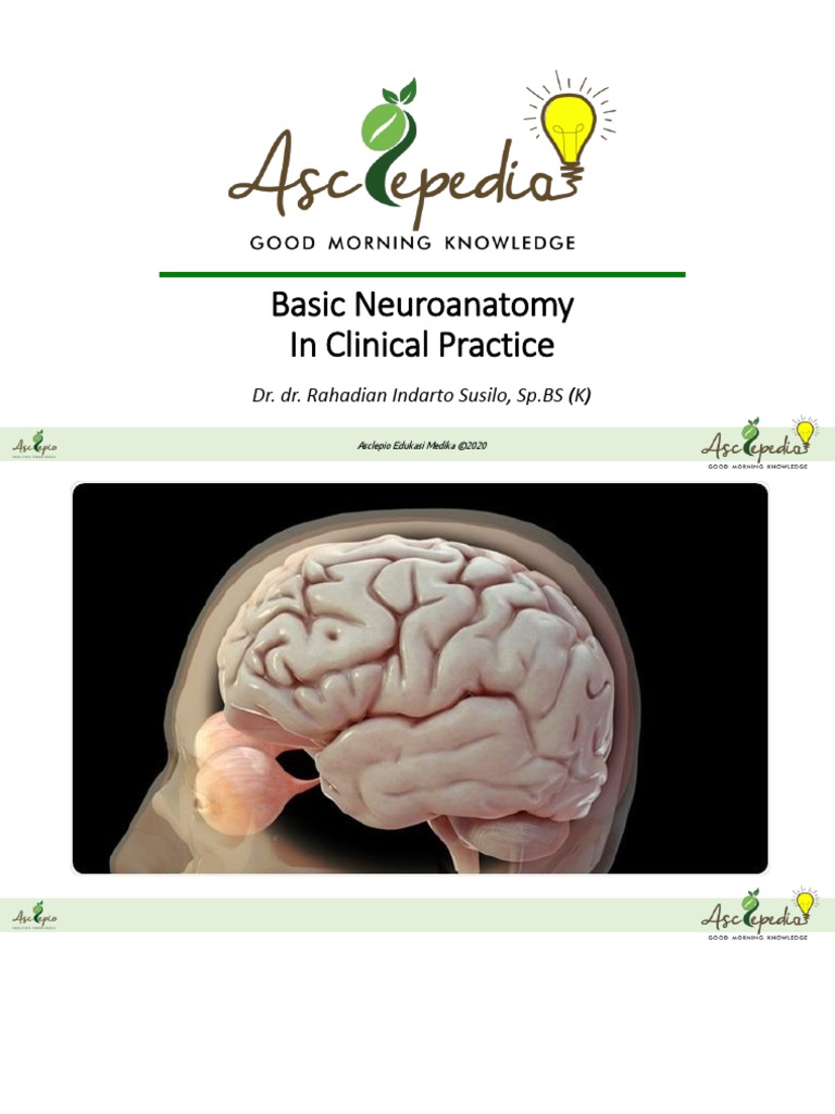 Basic Neuroanatomy in Clinical Practice - Dr. Rahadian Indarto SP - BS | PDF