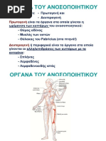 ΑΝΑΤΟΜΙΑ γ επαλ | PDF