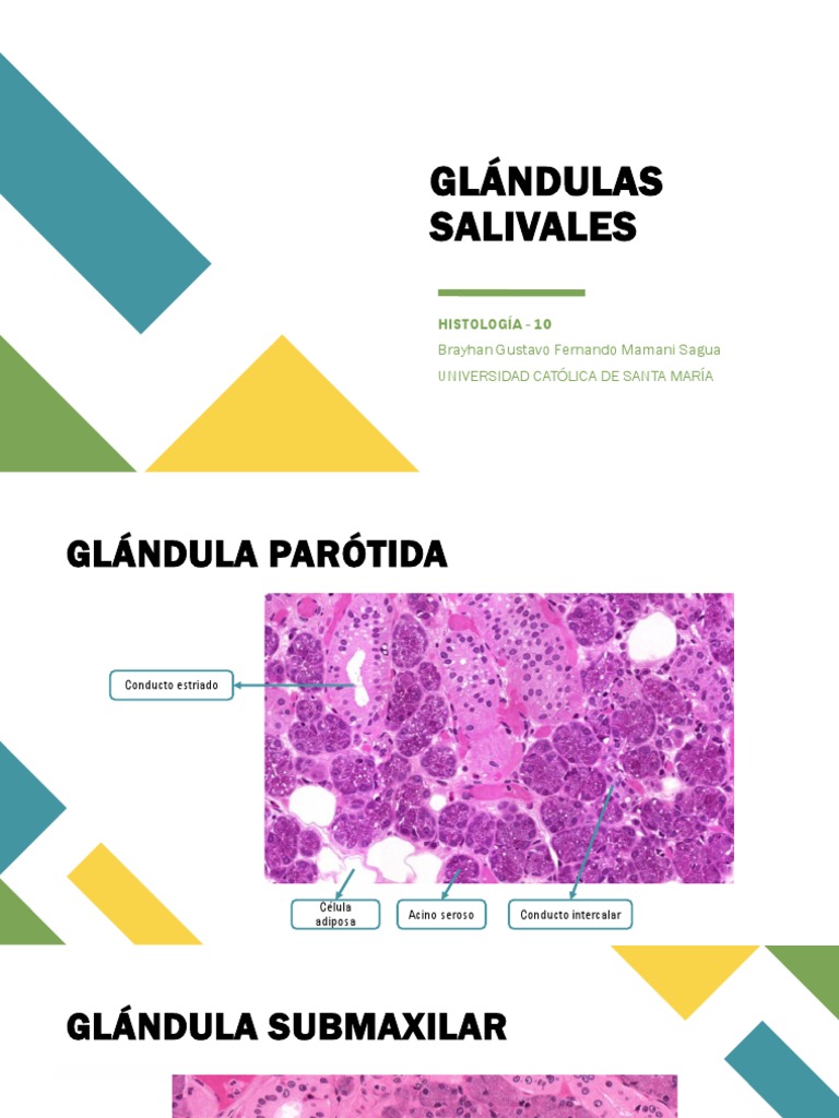 Ficha de Histología - Glandulas Salivales y Sist. Respiratorio | PDF