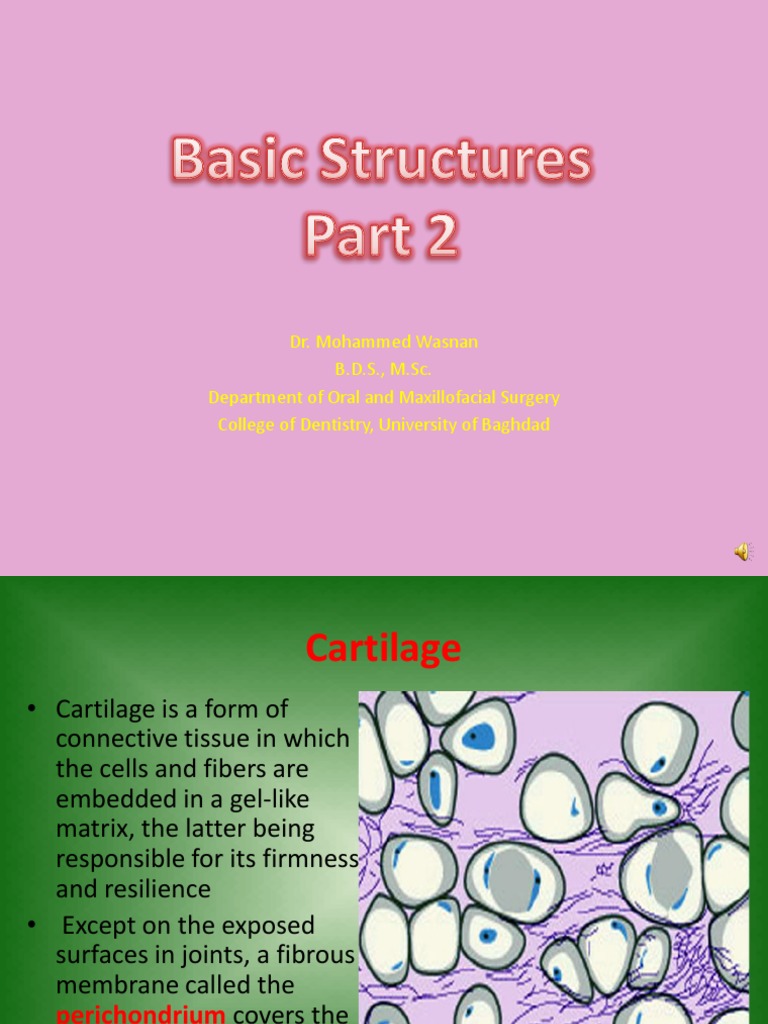 Overview of Human Cartilage and Vascular Systems | PDF | Vertebral ...