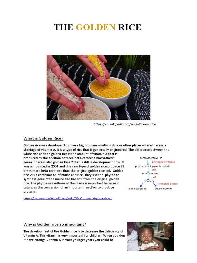 THE Rice: Golden | PDF | Genetically Modified Organism | Biology