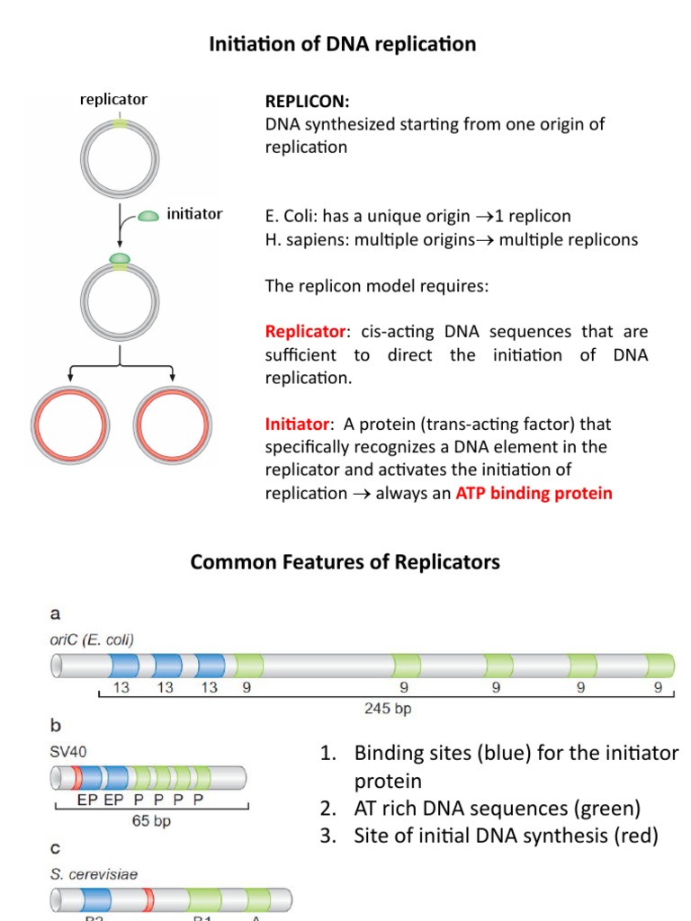Initiation of DNA Replication: Replicon | PDF | Dna Replication | Cell ...