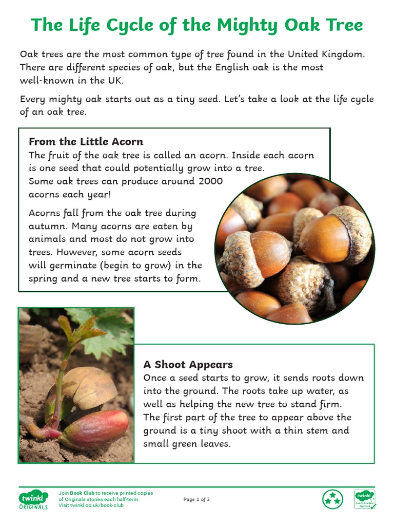 The Life Cycle of The Mighty Oak Tree: From The Little Acorn | PDF ...
