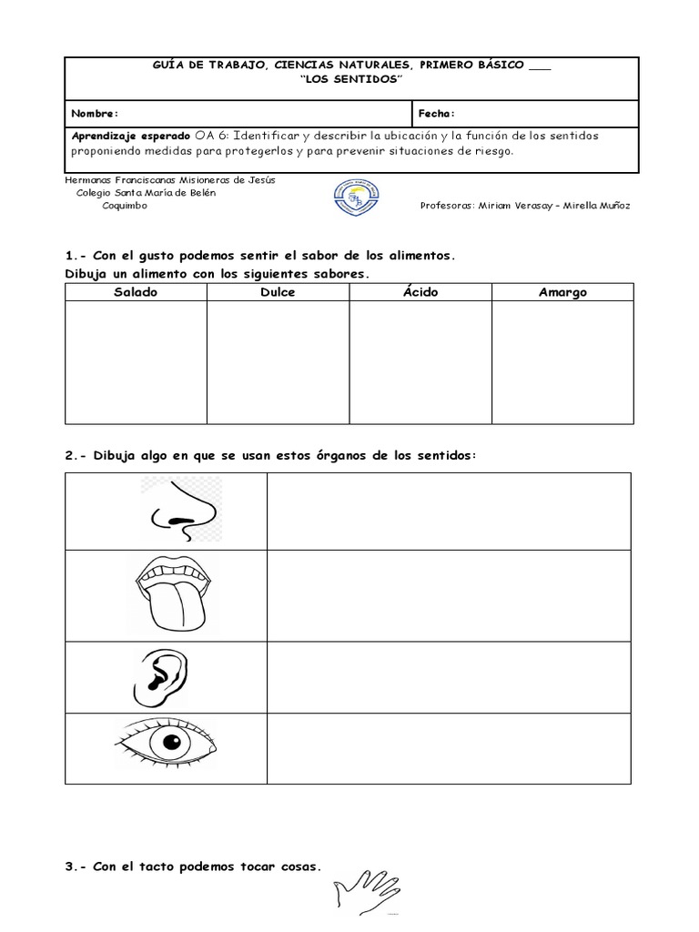Los Sentidos en Primero Básico | PDF
