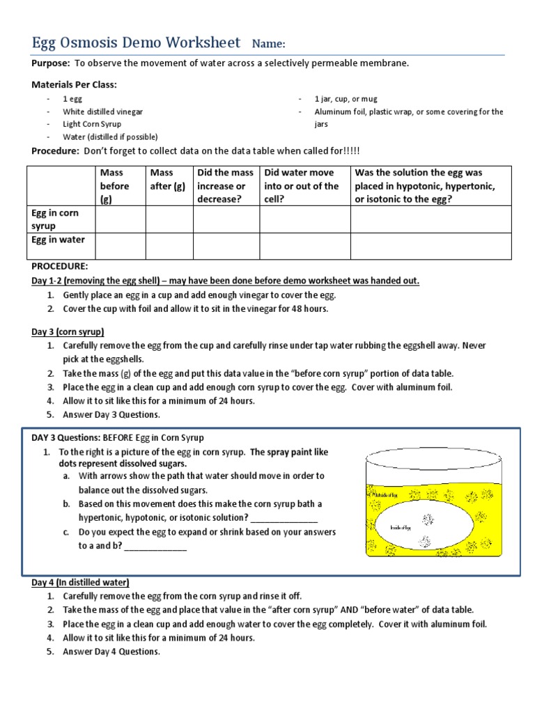 Egg Osmosis Experiment Worksheet | PDF
