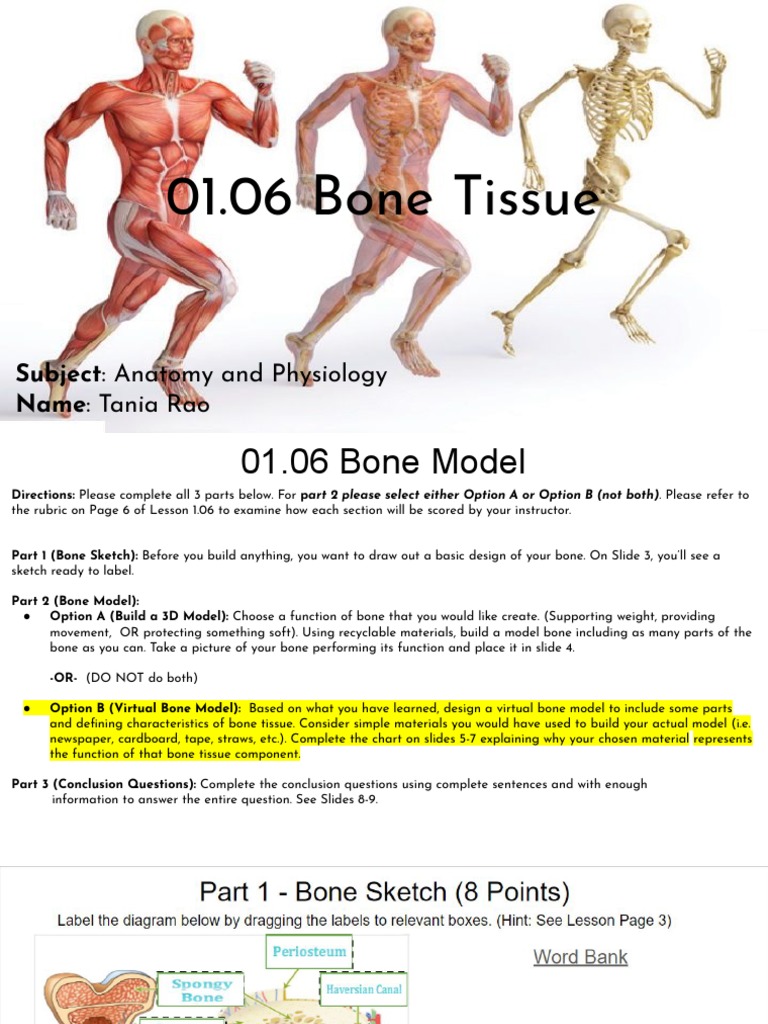 Bone Tissue Labeled Diagram
