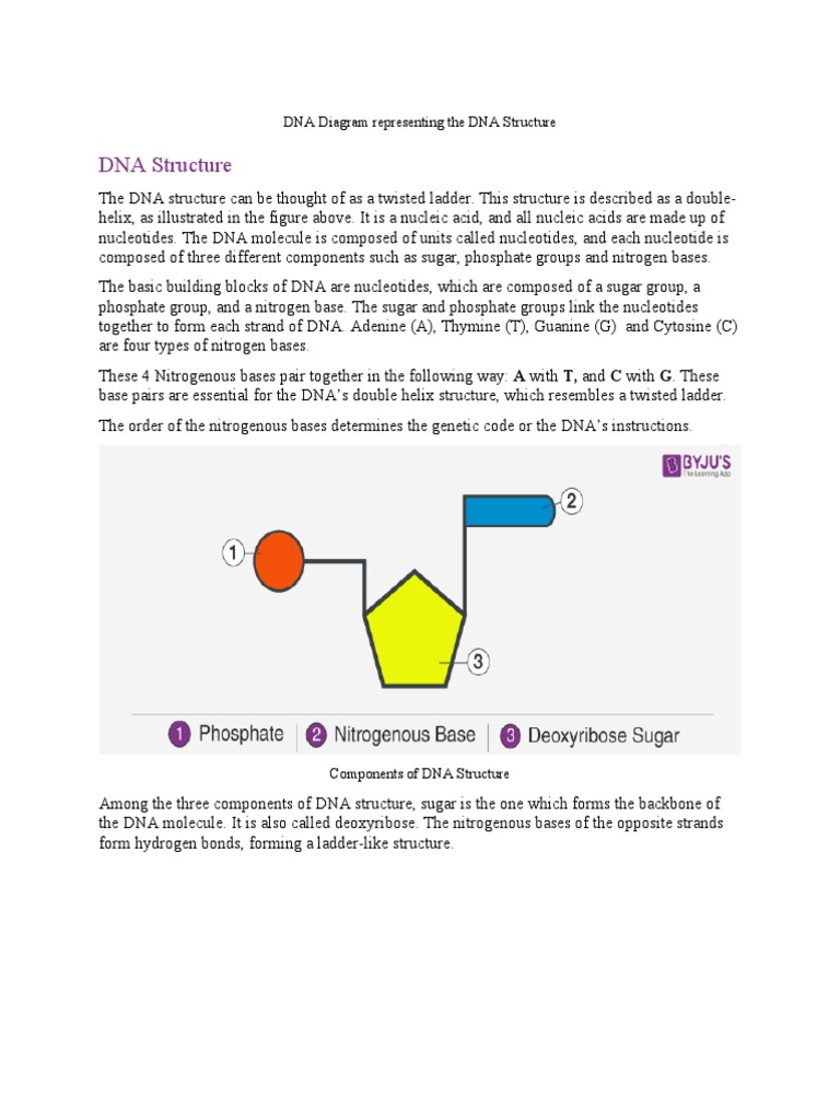 DNA Structure and Components Guide | PDF | Dna | Nucleotides