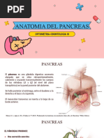 Anatomía de los conductos pancreáticos | PDF | Páncreas | Digestión