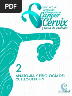 Anatomia Del Cervix | PDF | Vagina | Pelvis