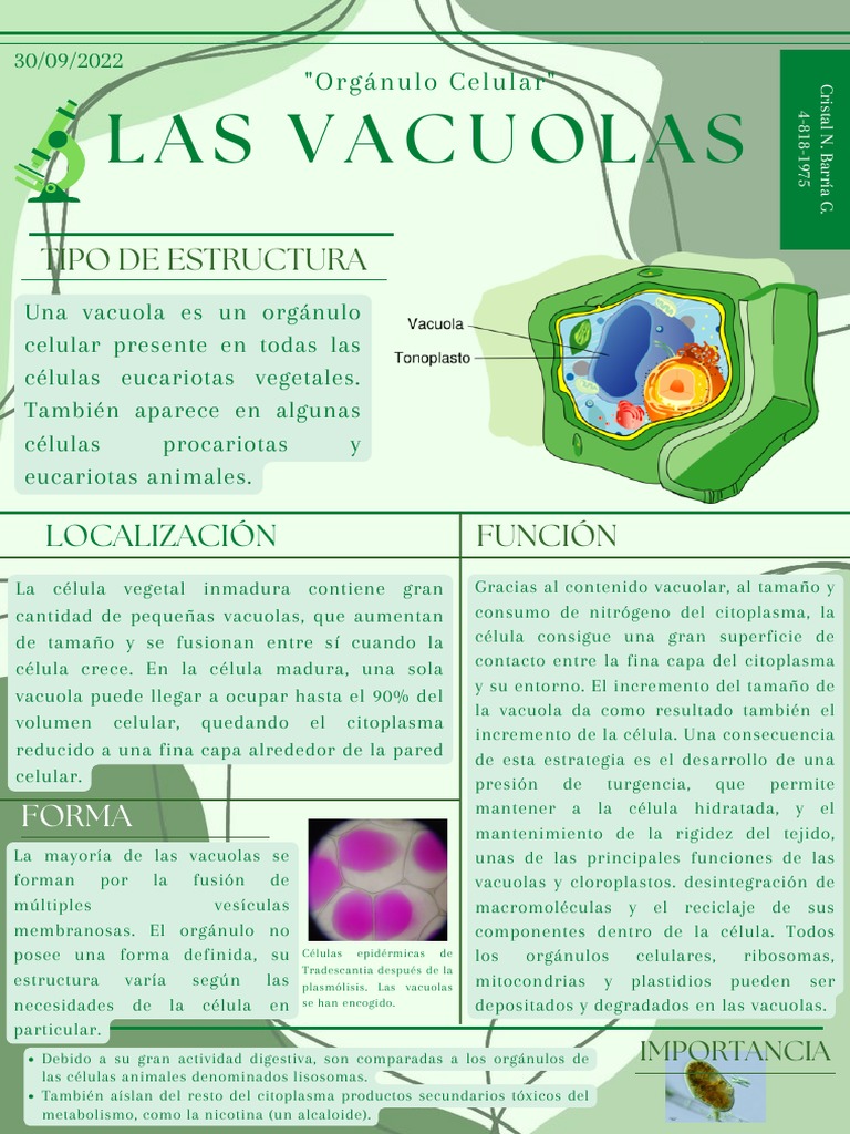 Funciones y Estructura de Vacuolas | PDF | Vacuole | Citoplasma