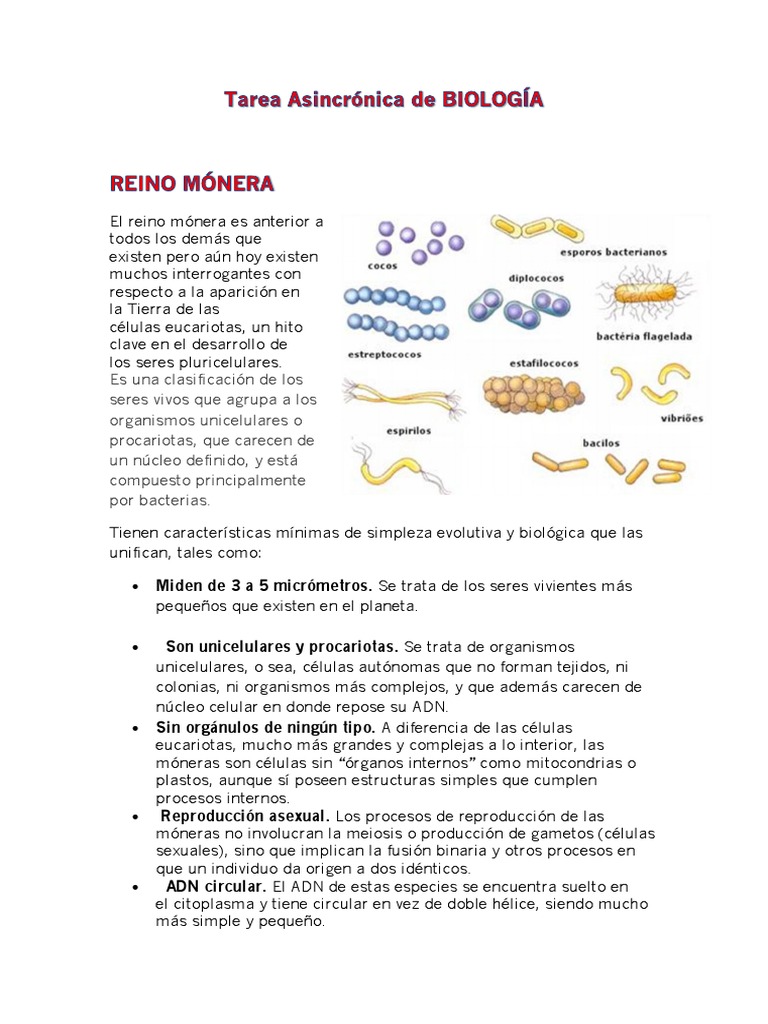 Reino Mónera y Protista | PDF | Eucariotas | Biología Celular)