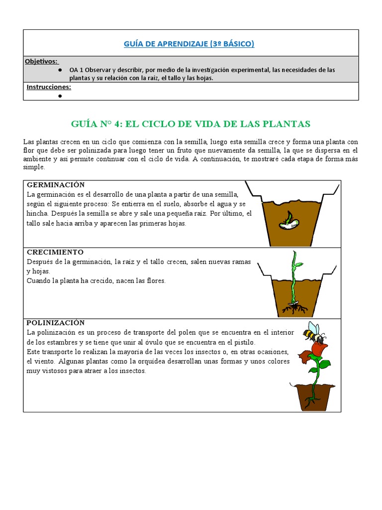 Guía sobre el ciclo vital de las plantas: de la semilla al fruto | PDF ...