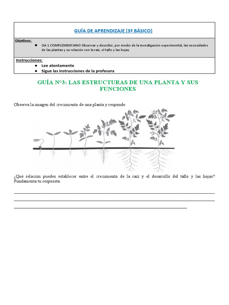 Guia 3 LAS ESTRUCTURAS DE UNA PLANTA Y SUS FUNCIONES | PDF