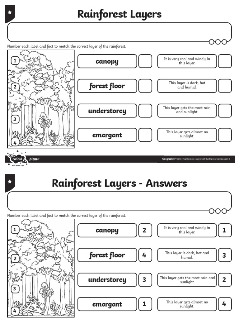 Rainforest Layers: Facts & Labels | PDF | Rainforest | Canopy (Biology)