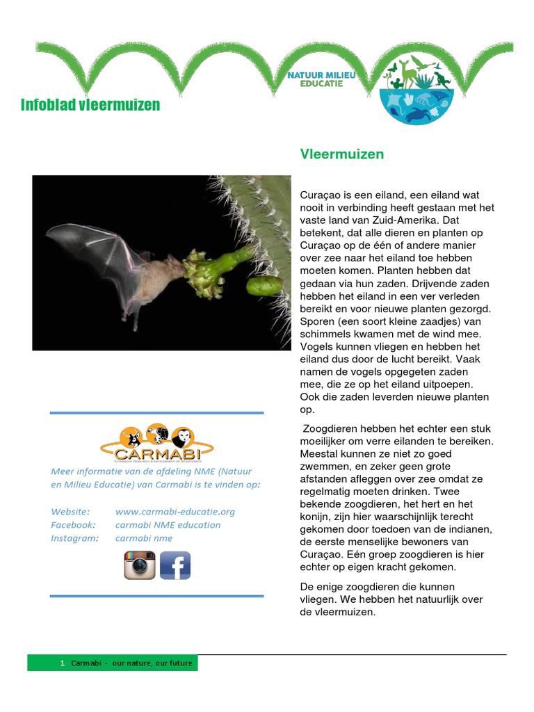 Vleermuizen | PDF