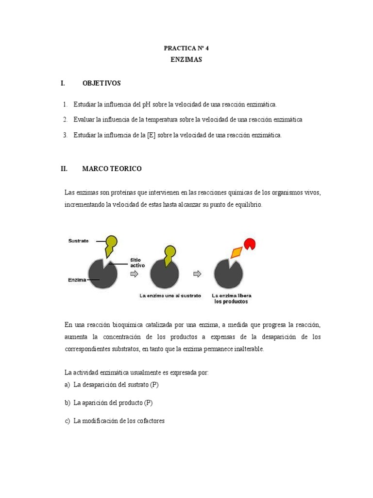 Practica 4 Enzimas | PDF | Enzima | Proteínas