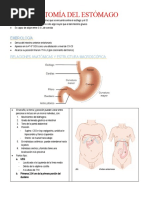 ESÒFAGO (Anatomía, Embriología, Histología y Fisiología) | PDF ...