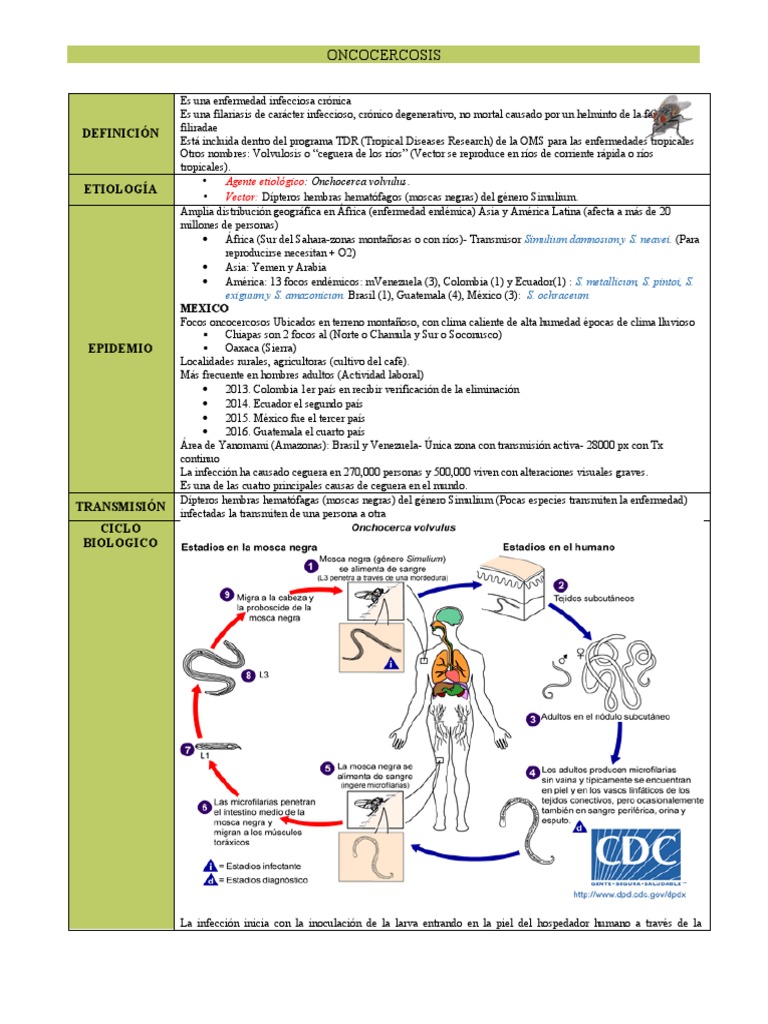 ONCOCERCOSIS | PDF | Mosca | Inflamación