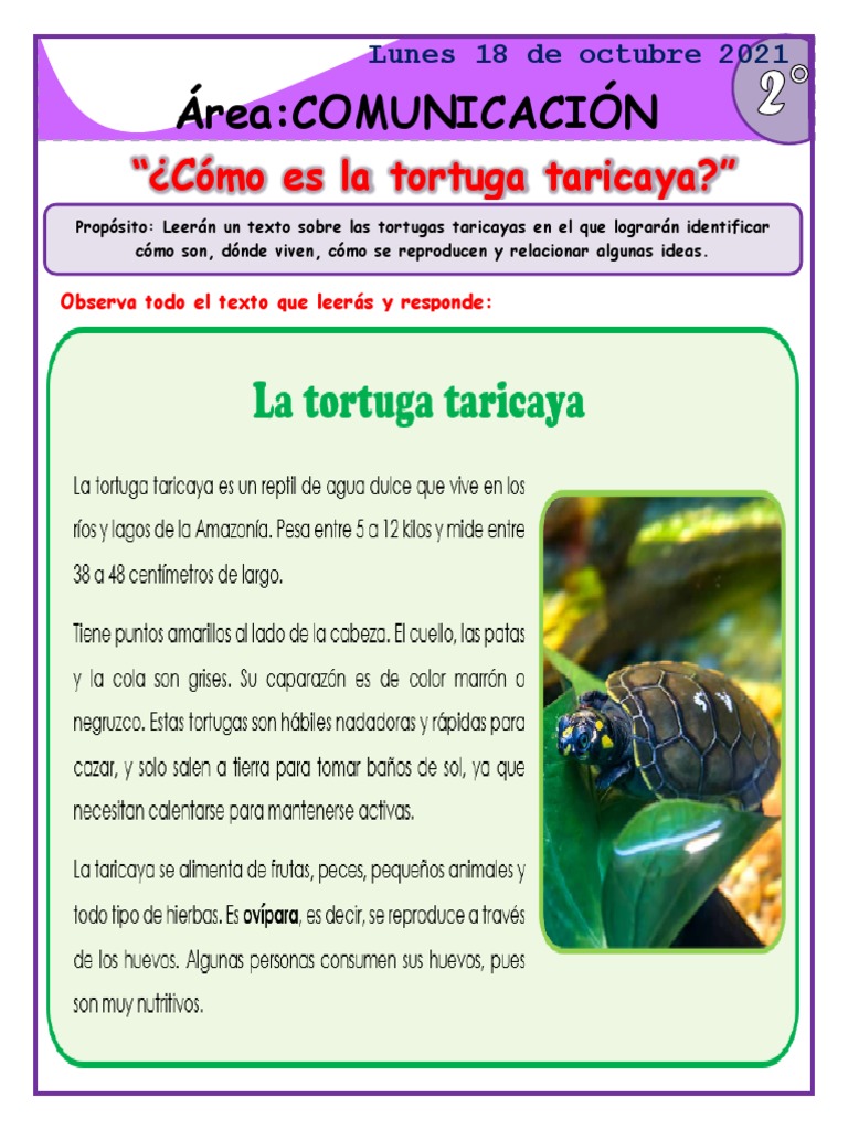 Actividades de Primaria | PDF | Tortuga