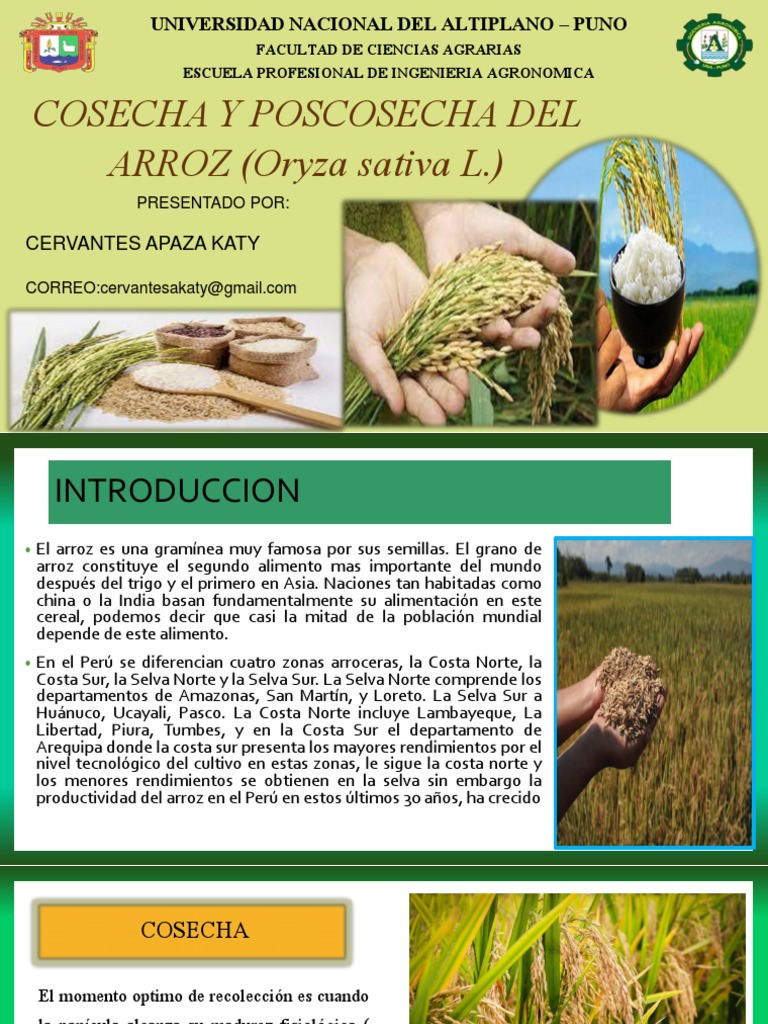 Cosecha y Poscosecha Del Arroz - 1 | PDF | Cosecha | Arroz