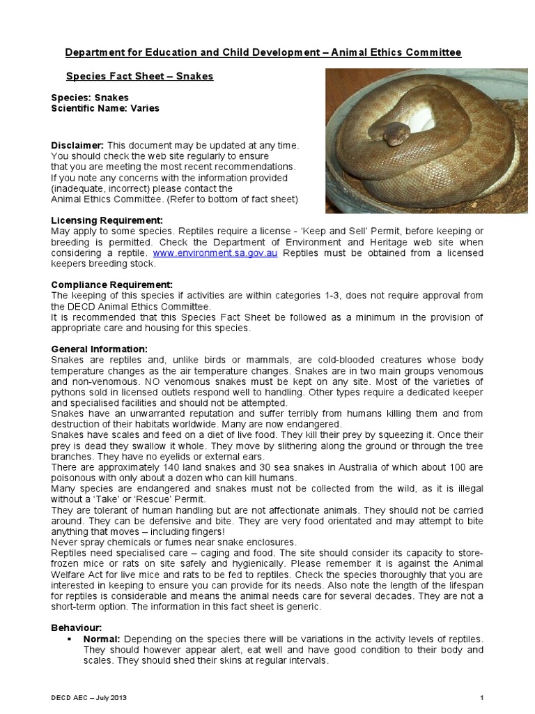 Snakes Fact Sheet | PDF | Snake | Reptile