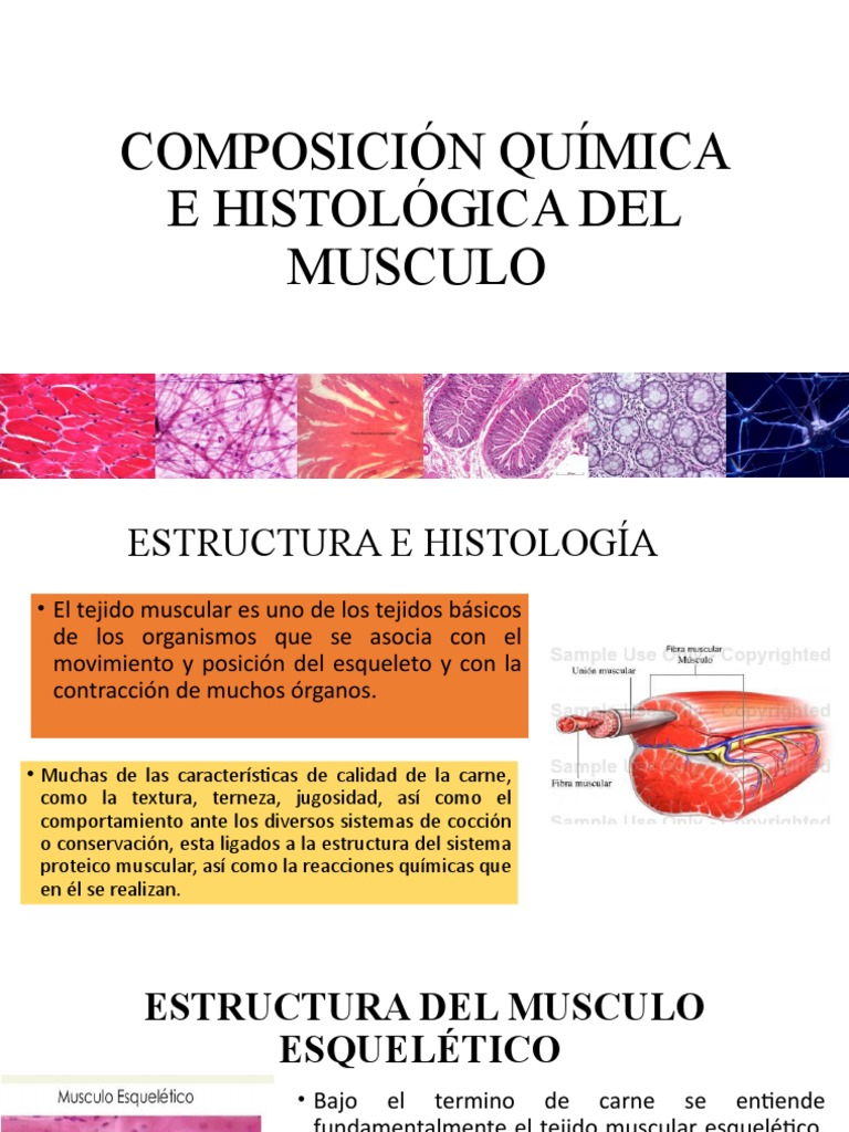 Composición Histologica Del Músculo | PDF | Músculo | Bioquímica