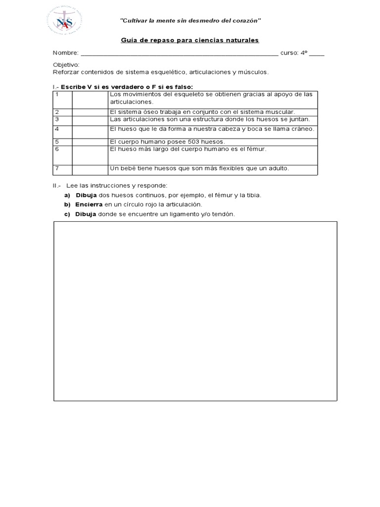 Guía De Repaso 4 Sist Esquelético Pdf Hueso Esqueleto