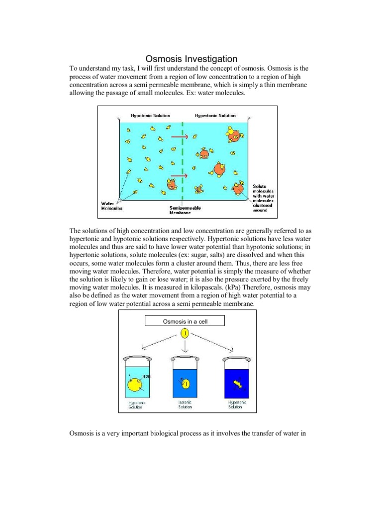 Osmosis Investigation | PDF | Osmosis | Cell Biology
