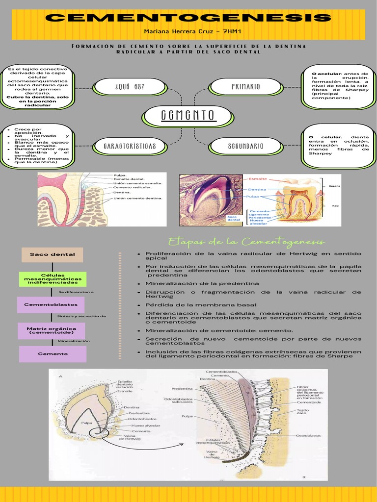 Cementogénesis | PDF | Dentina | Diente