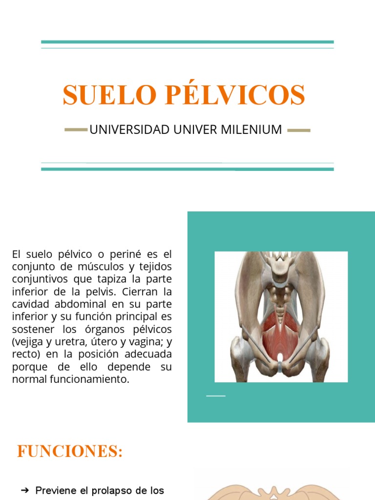 Anatomía del Suelo Pélvico Femenino | PDF | Pelvis | Vagina
