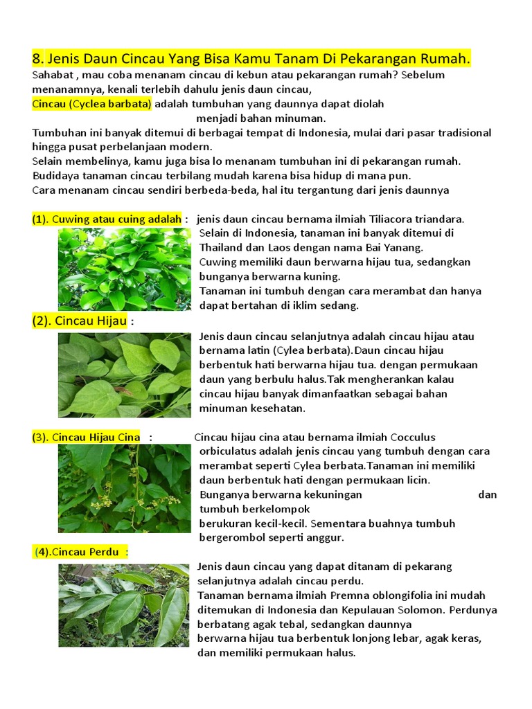 6 Jenis Daun Cincau Yang Bisa Kamu Tanam Di Pekarangan Rumah | PDF
