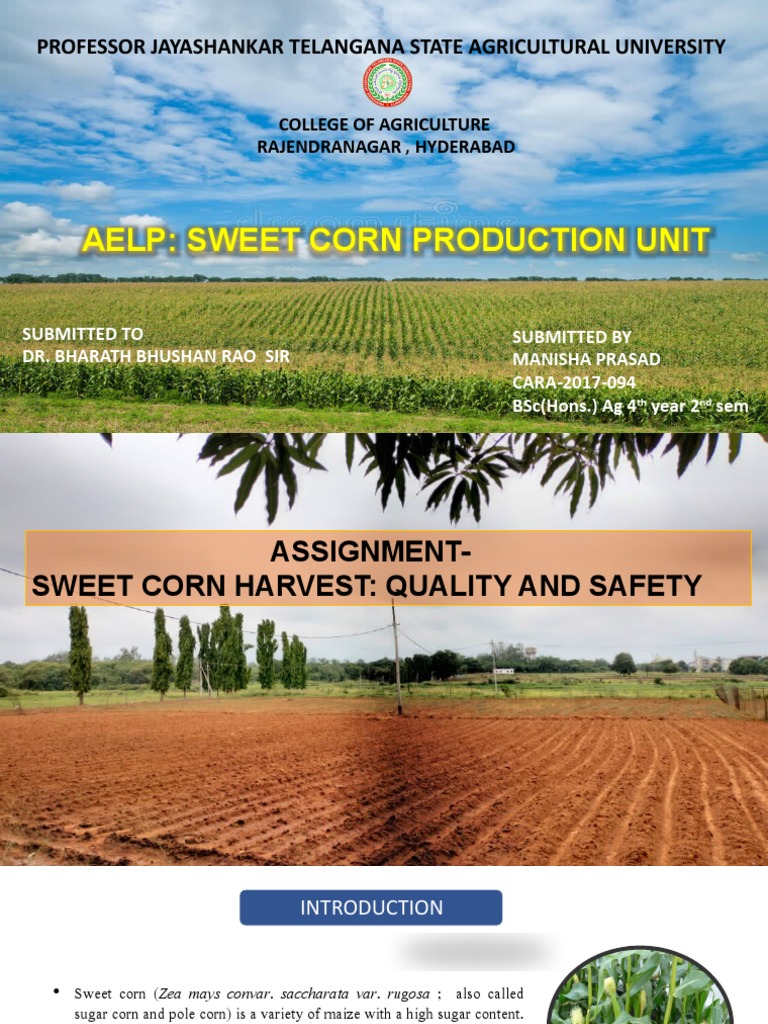 Sweet Corn | PDF