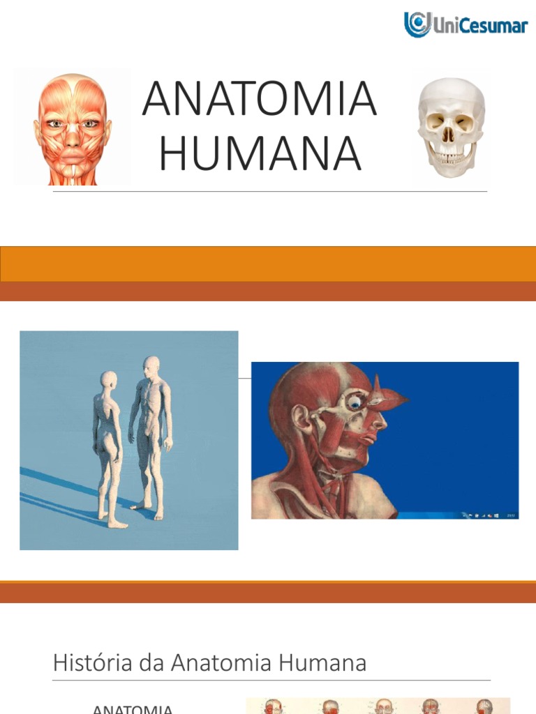 A História Da Anatomia Humana Do Estudo De Animais à Pai Da Anatomia