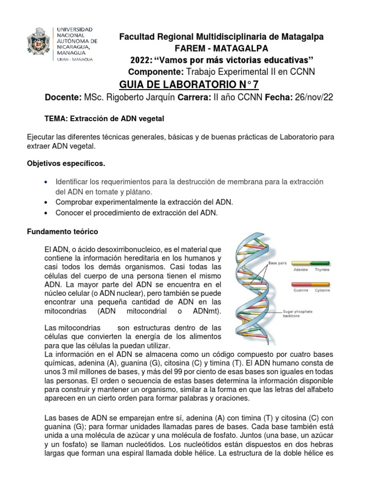 Laboratorio 7 Trab Exp II Extraccion ADN | PDF | Adn | Nucleótidos