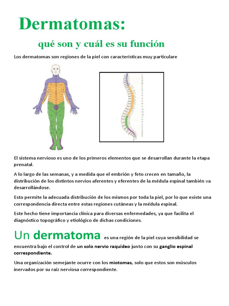 Función y Tipos de Dermatomas | PDF | Sistema nervioso | Médula espinal